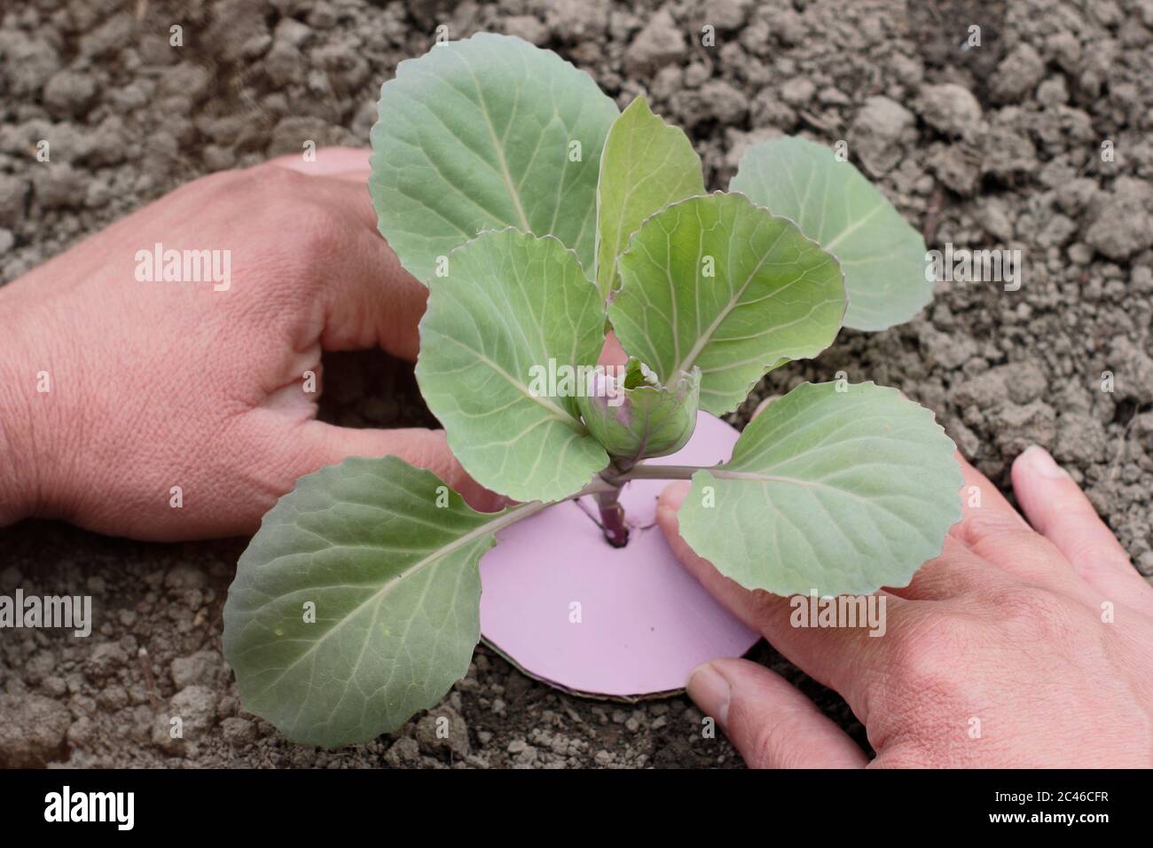 Cabbage collar being placed on young plants to help protect from root ...