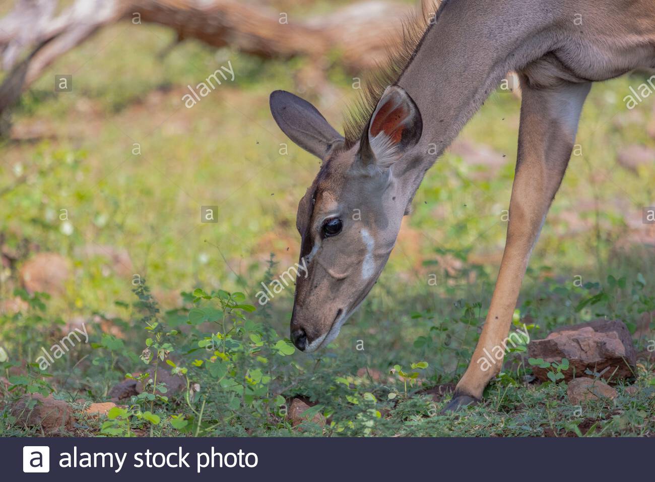 Kudu Head High Resolution Stock Photography and Images - Alamy