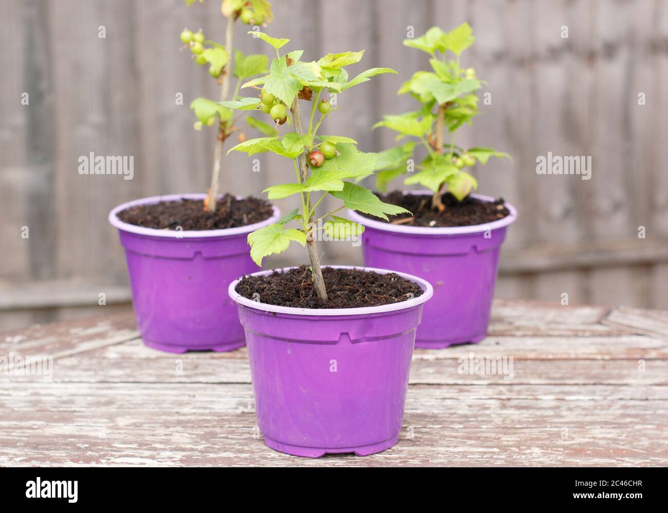 Ribes nigrum. Healthy, young blackcurrant plants, taken from cuttings ...