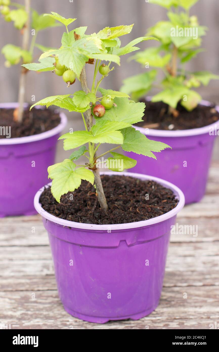 Ribes nigrum. Healthy, young blackcurrant plants, taken from cuttings ...