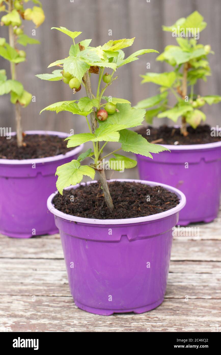 Healthy young plants hi-res stock photography and images - Alamy