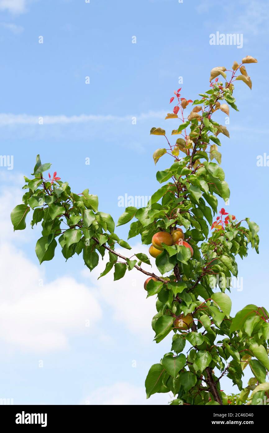 European plum prunus domestica rosaceae hi-res stock photography and ... European plum prunus domestica rosaceae hi-res stock photography and ...