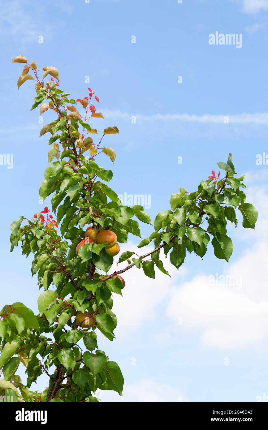 Prunus domestica Tipala Stock Photo - Alamy