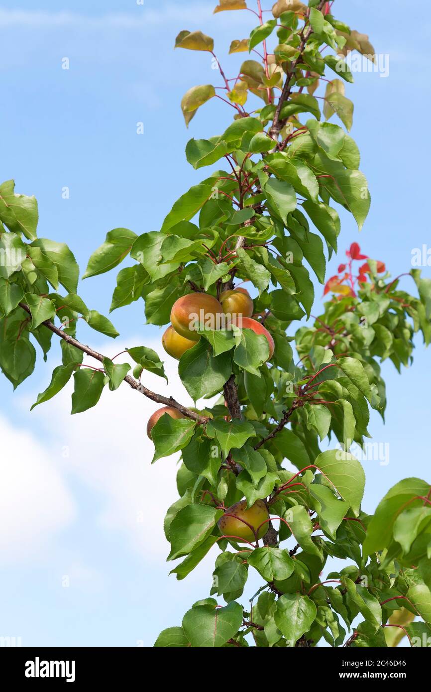 European plum prunus domestica rosaceae hi-res stock photography and ...
