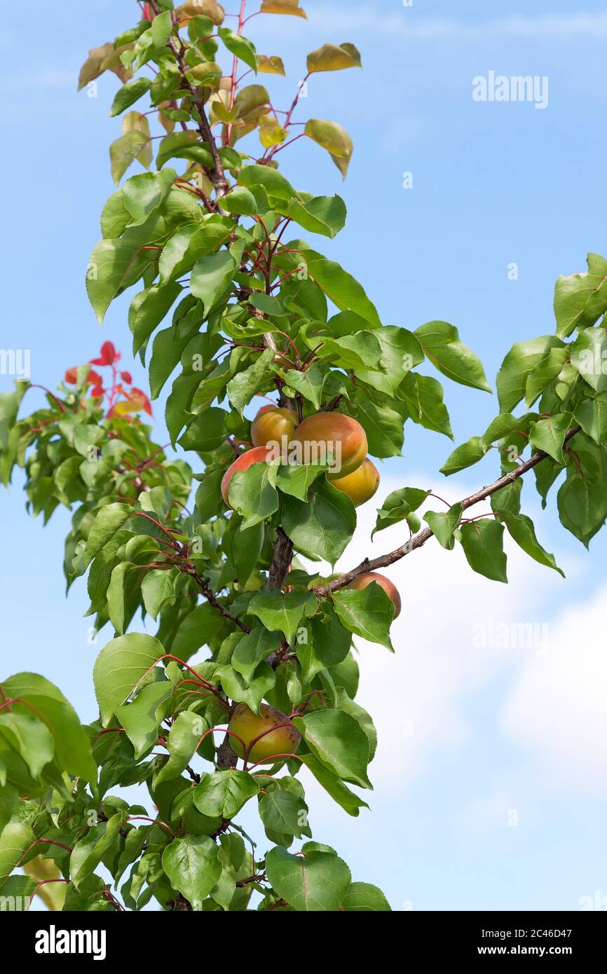 European plum prunus domestica rosaceae hi-res stock photography and ...