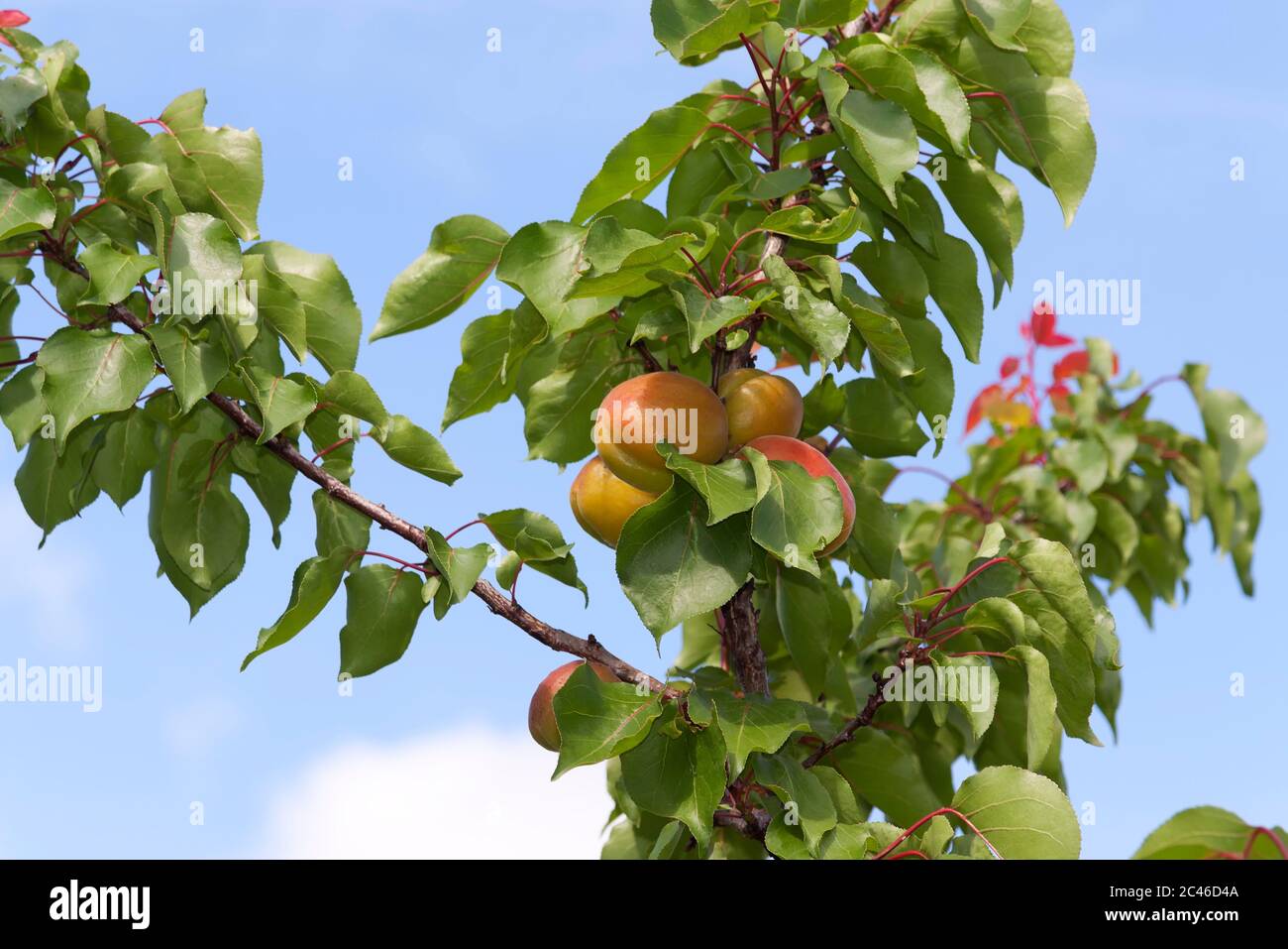 European plum prunus domestica rosaceae hi-res stock photography and ...