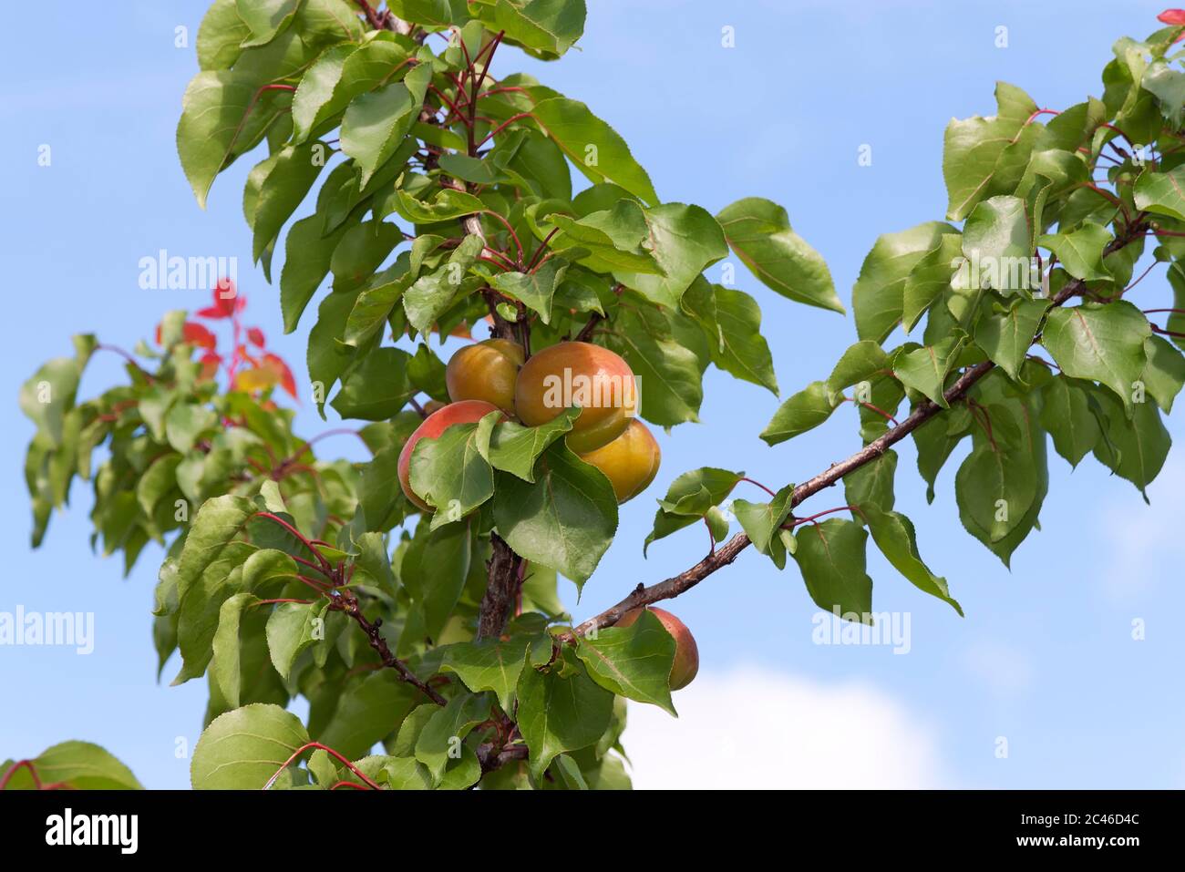 European plum prunus domestica rosaceae hi-res stock photography and ...