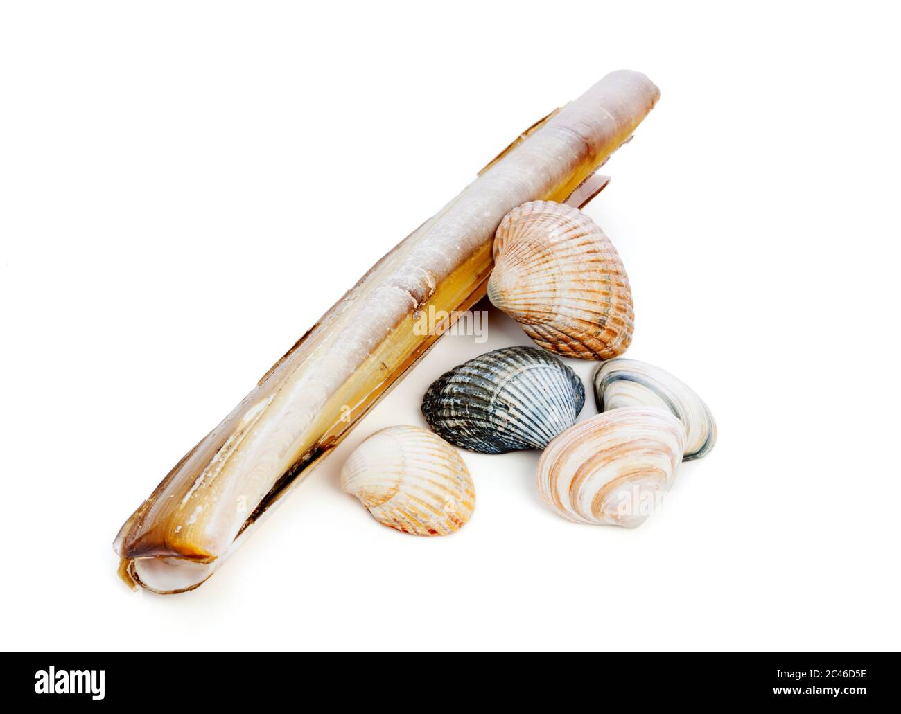 small group of shells isolated on white background Stock Photo - Alamy