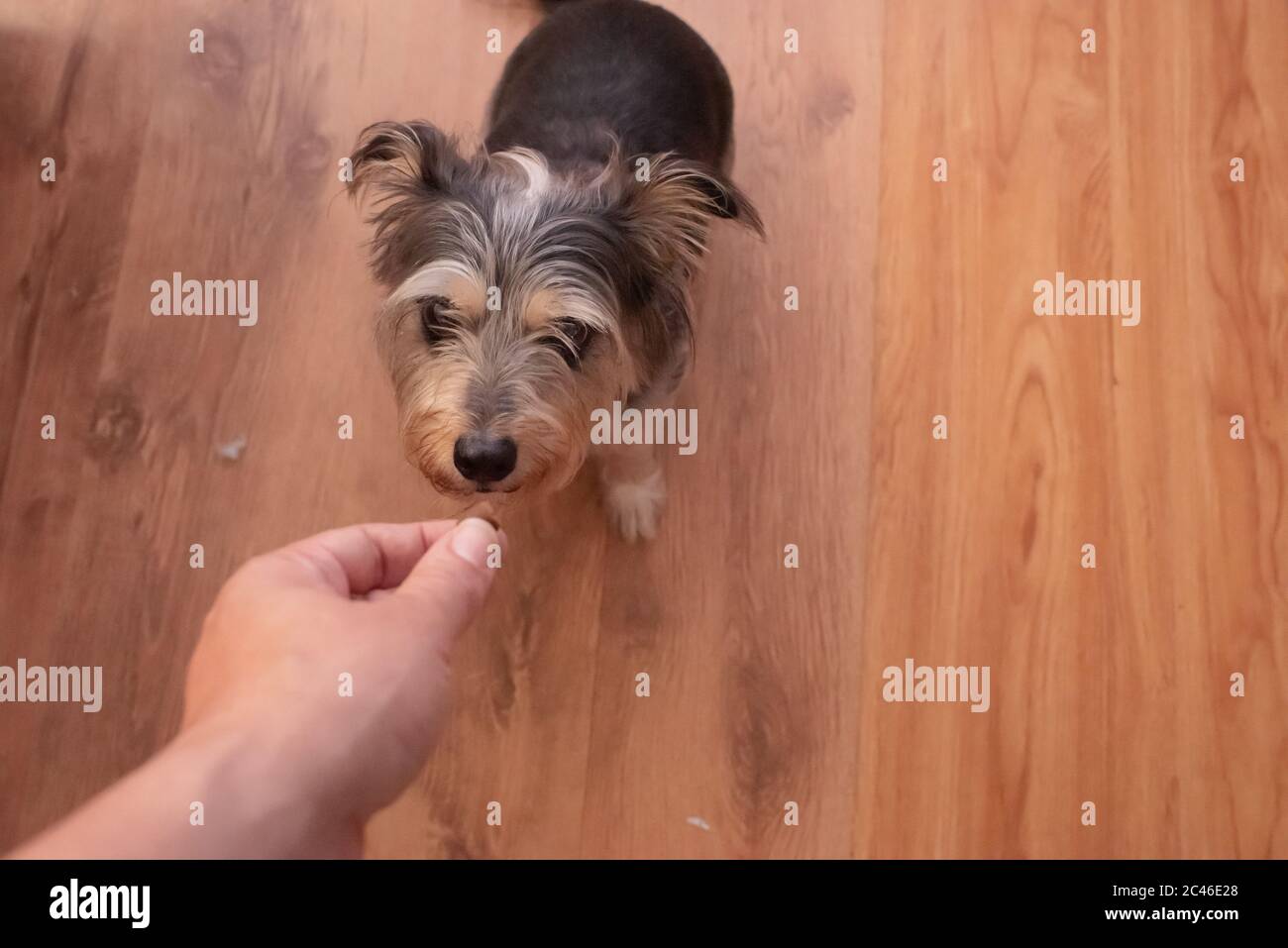 Dog reaching hi-res stock photography and images - Alamy
