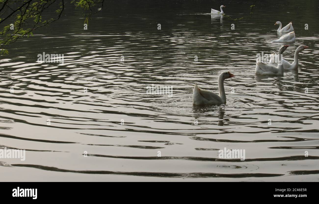 Ducks in the lake in Sanjay Lake Park, Trilokpuri, Delhi, India Stock ...