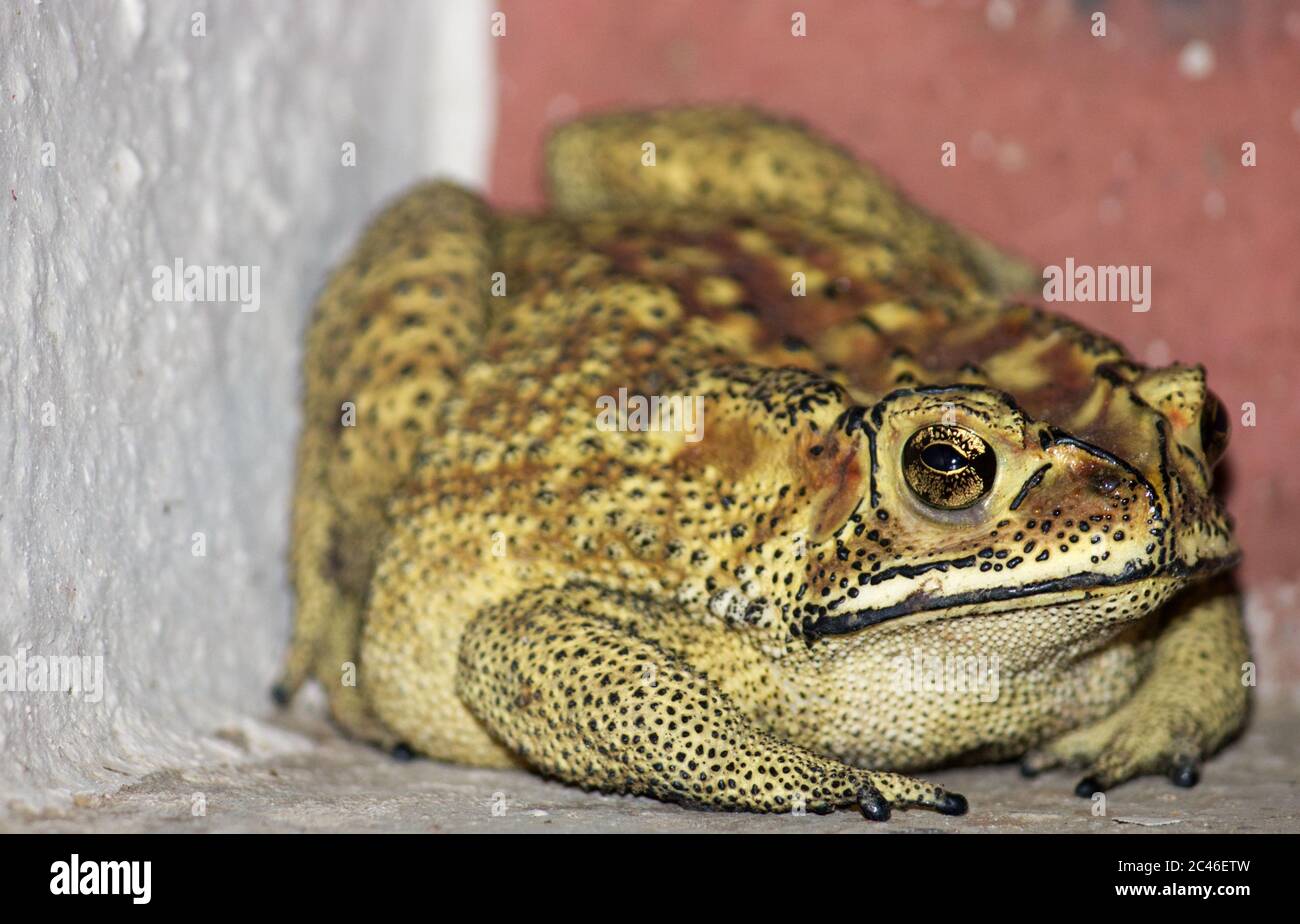 Closeup shot of an Asian common toad in the corner of the room under ...