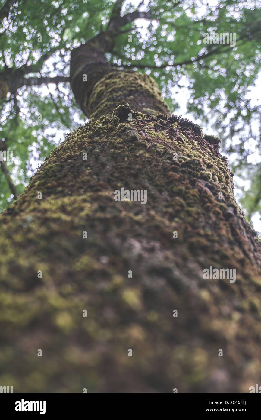 Details on a tree with moss in June Stock Photo - Alamy