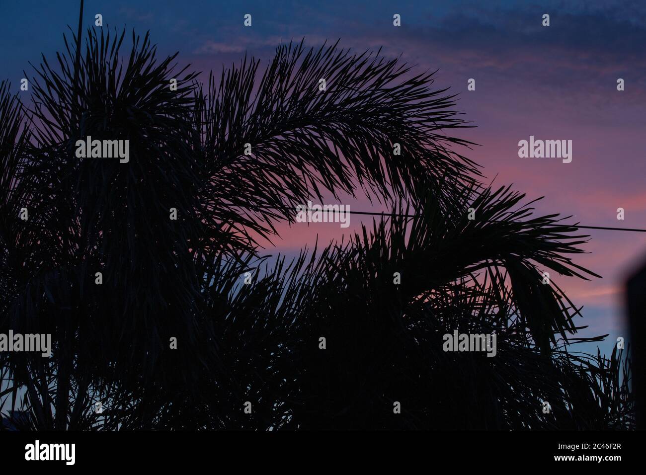 Purple sky sunsets with palm leaves Stock Photo - Alamy