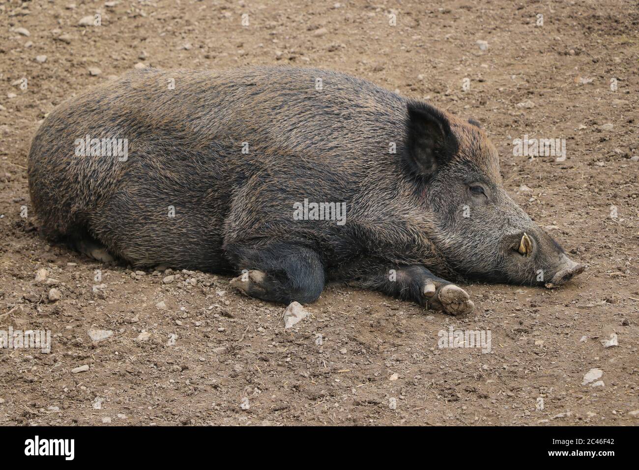 Lying Down Wild Boar High Resolution Stock Photography and Images - Alamy