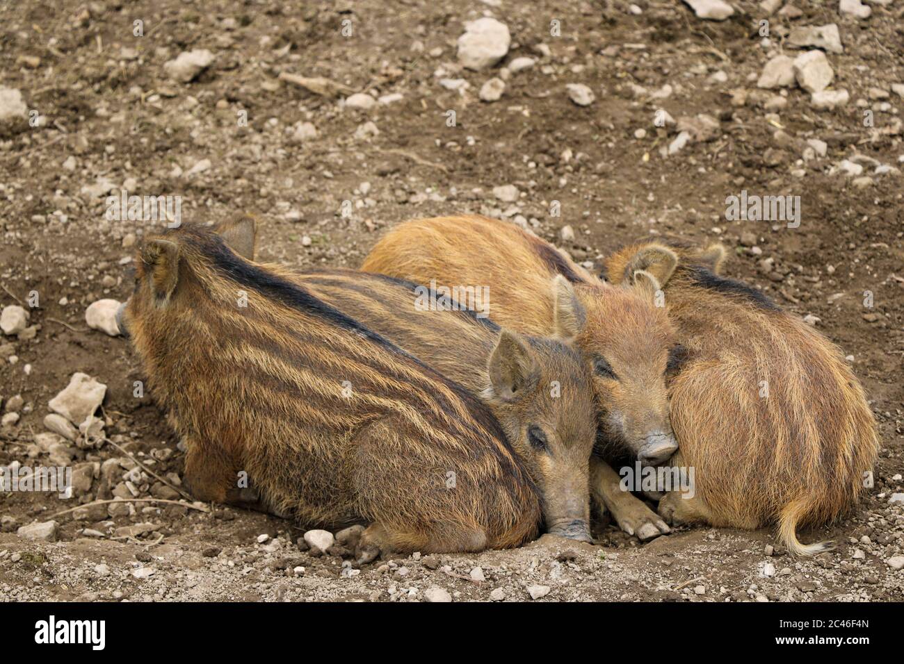 Baby ground hog hi-res stock photography and images - Alamy