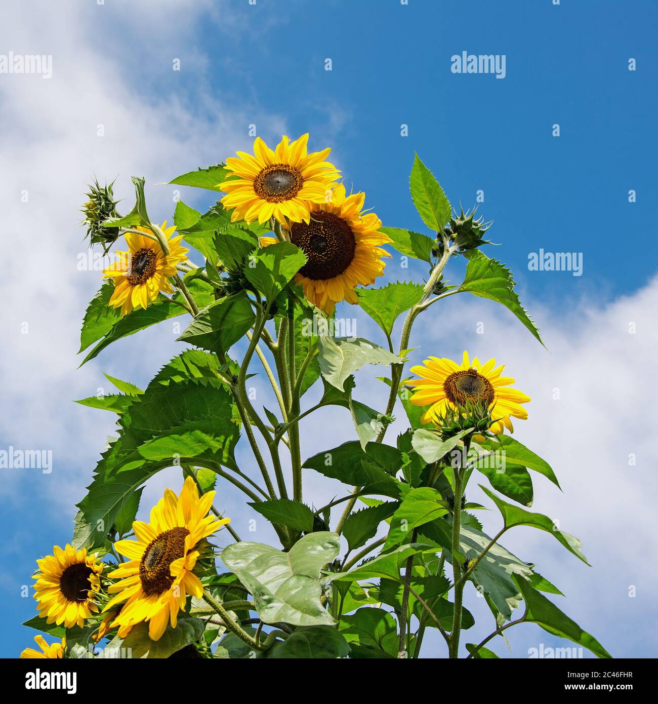 Sunflowers blue sky hi-res stock photography and images - Alamy