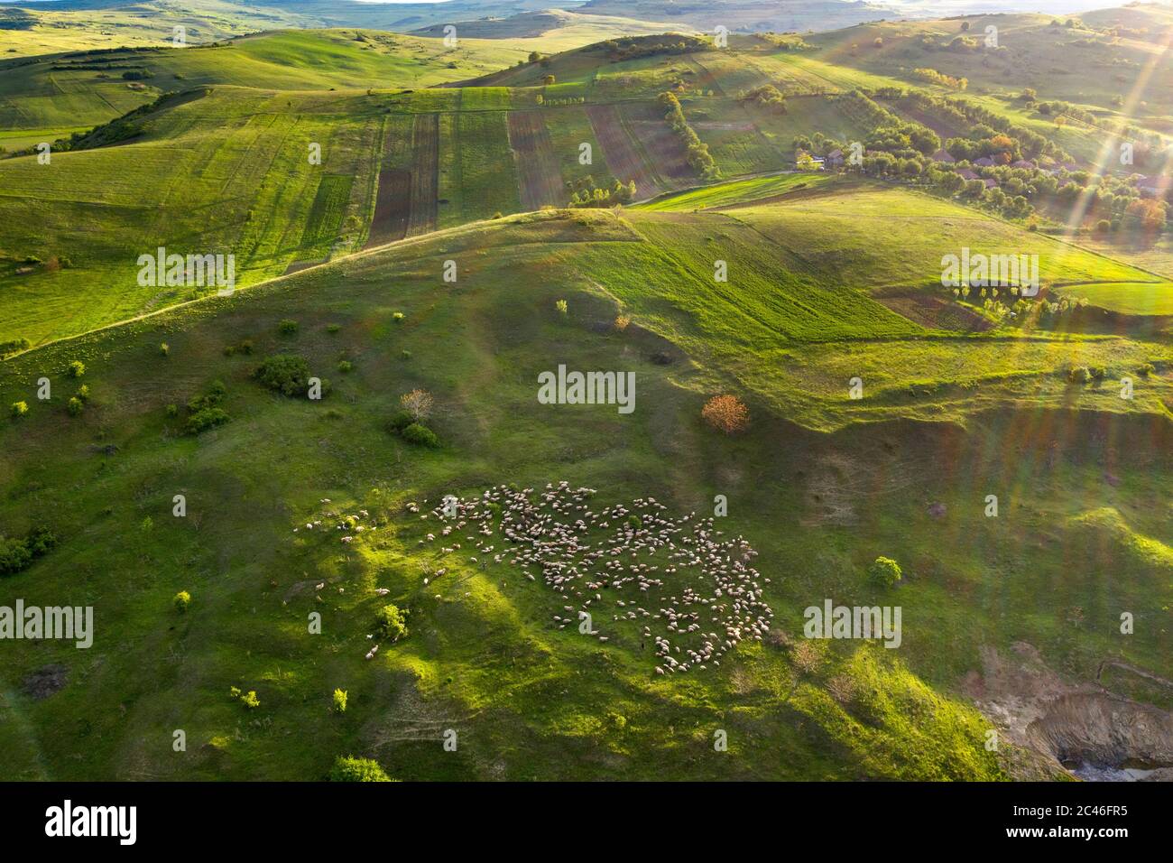 Top view herd white sheep hi-res stock photography and images - Alamy