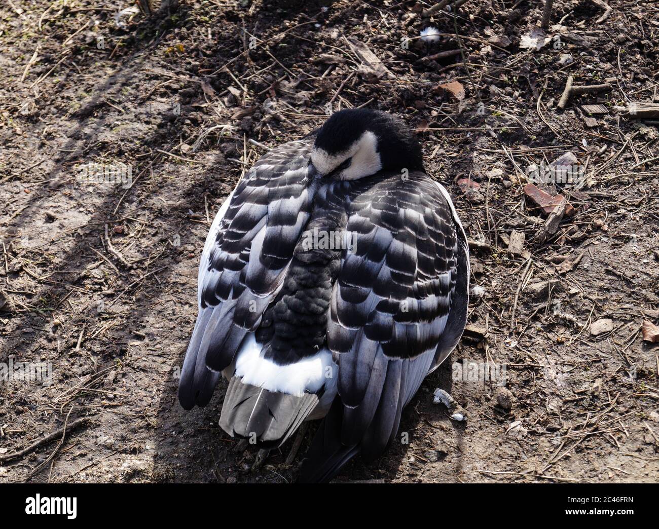 African gray goose hi-res stock photography and images - Alamy