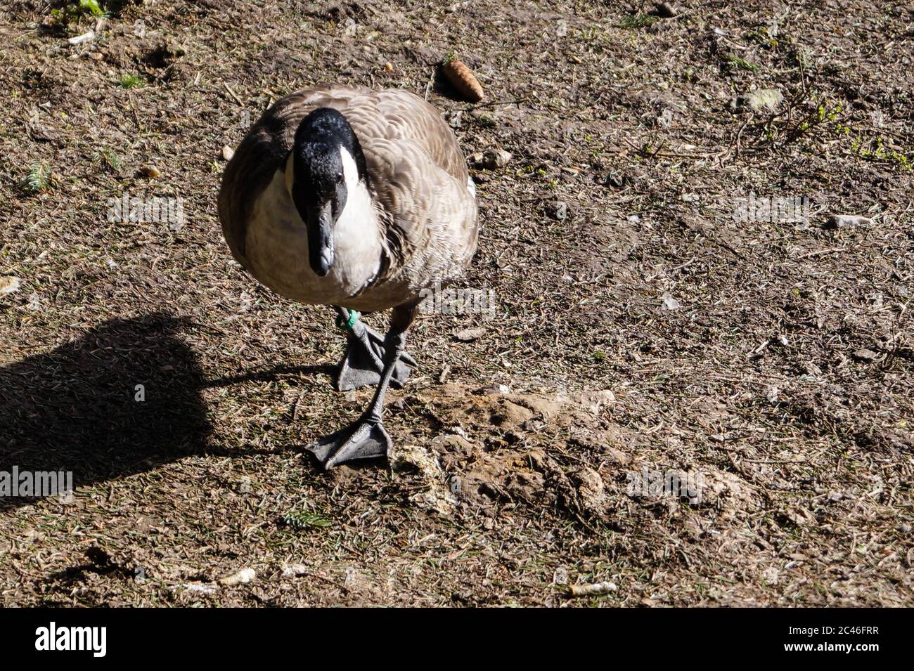 African gray goose hi-res stock photography and images - Alamy