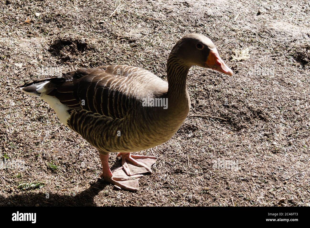 African gray goose hi-res stock photography and images - Alamy