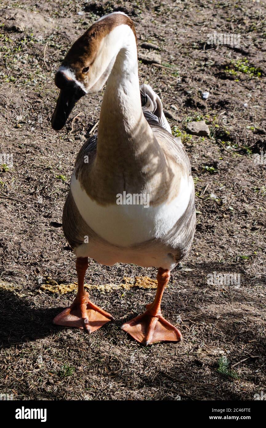 African gray goose hi-res stock photography and images - Alamy