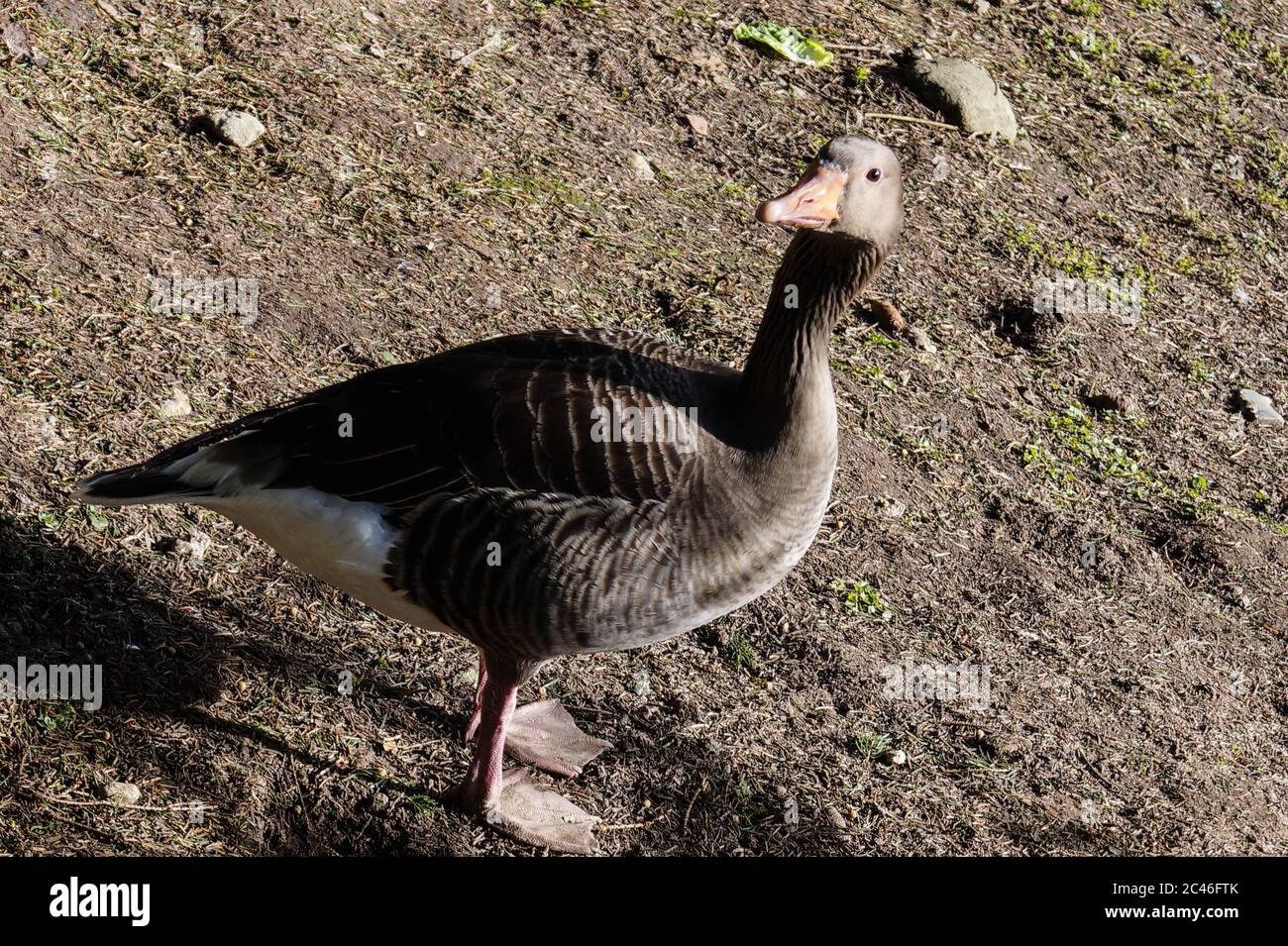 African gray goose hi-res stock photography and images - Alamy