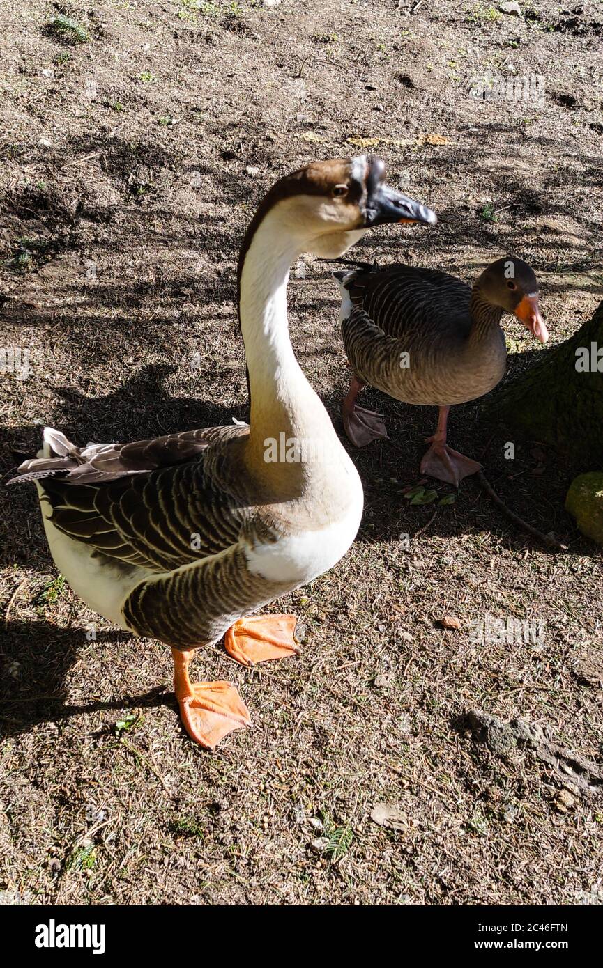 African gray goose hi-res stock photography and images - Alamy