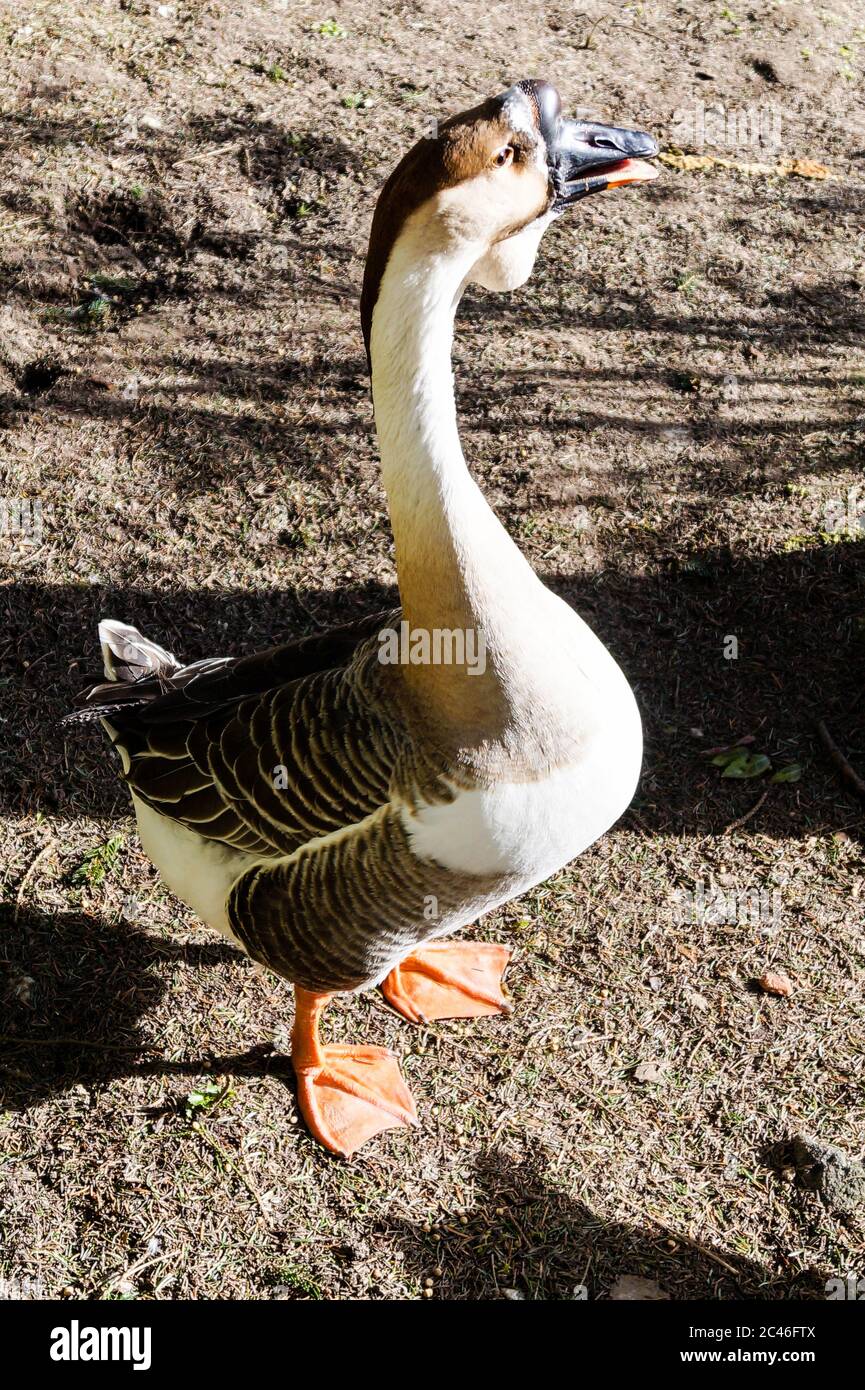 African gray goose hi-res stock photography and images - Alamy