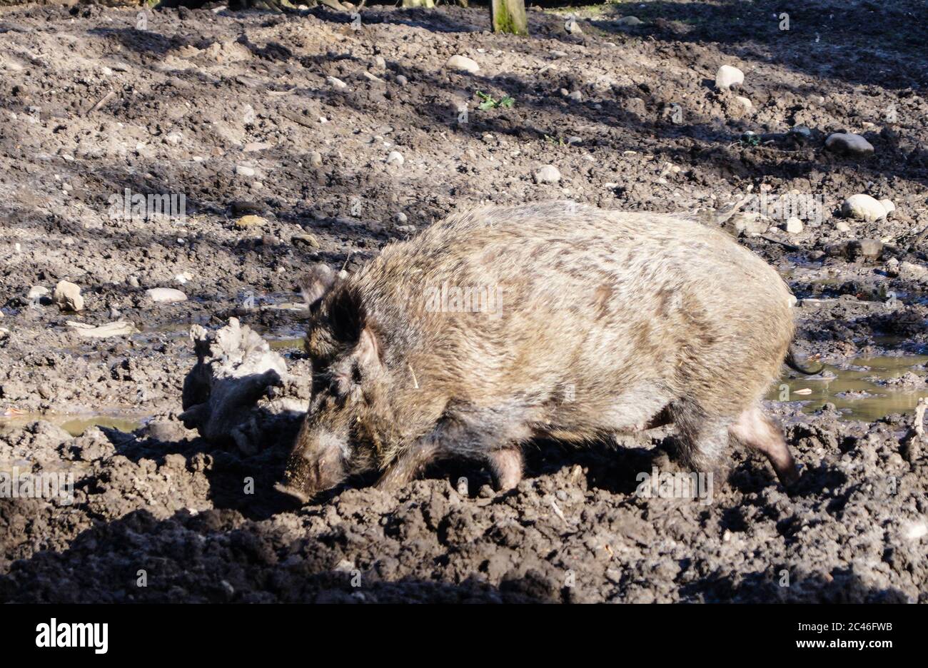 Pig digging ground in forest hi-res stock photography and images - Alamy