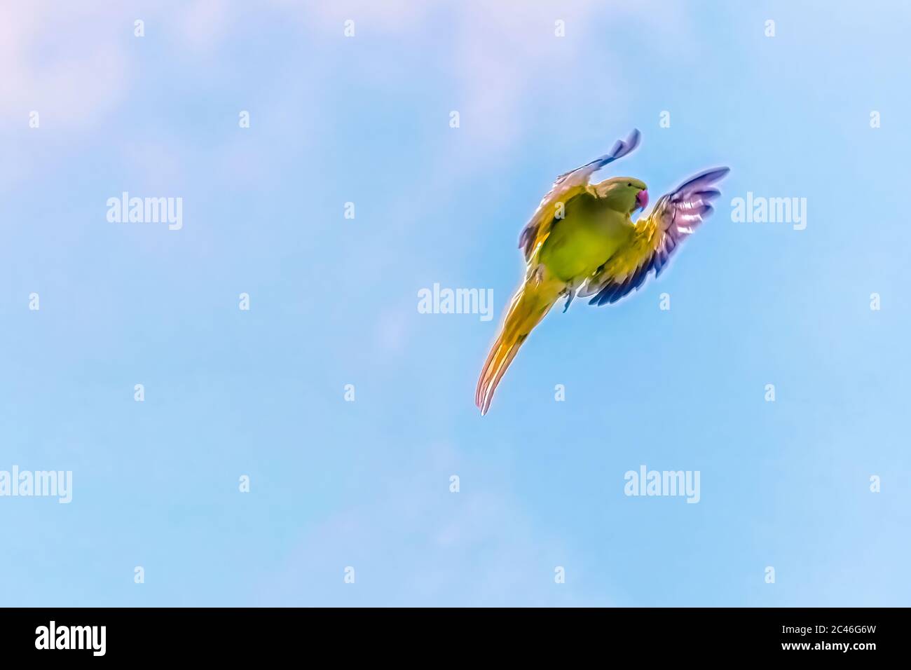 White parrot with red beak hi-res stock photography and images - Alamy