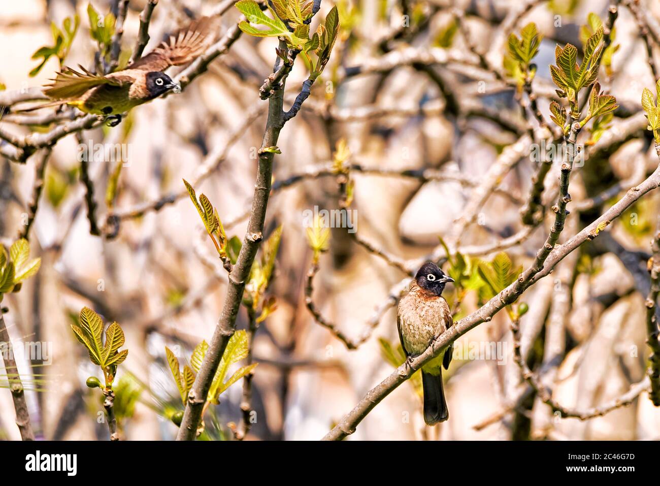 Sparrow flying hi-res stock photography and images - Alamy