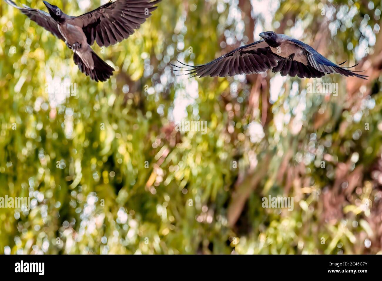 Raven flying hi-res stock photography and images - Alamy