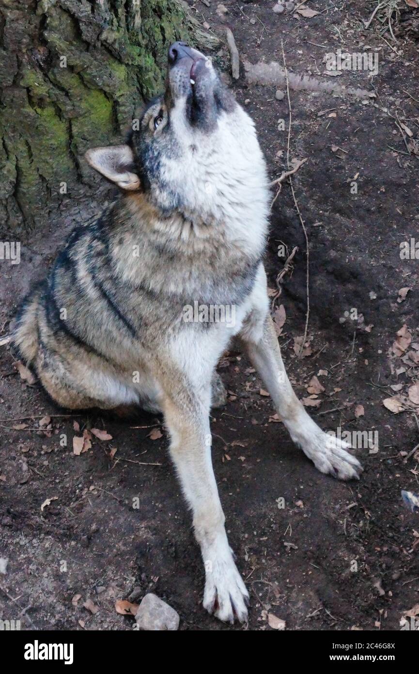 a wulf in the Forest next to Hamburg Stock Photo - Alamy