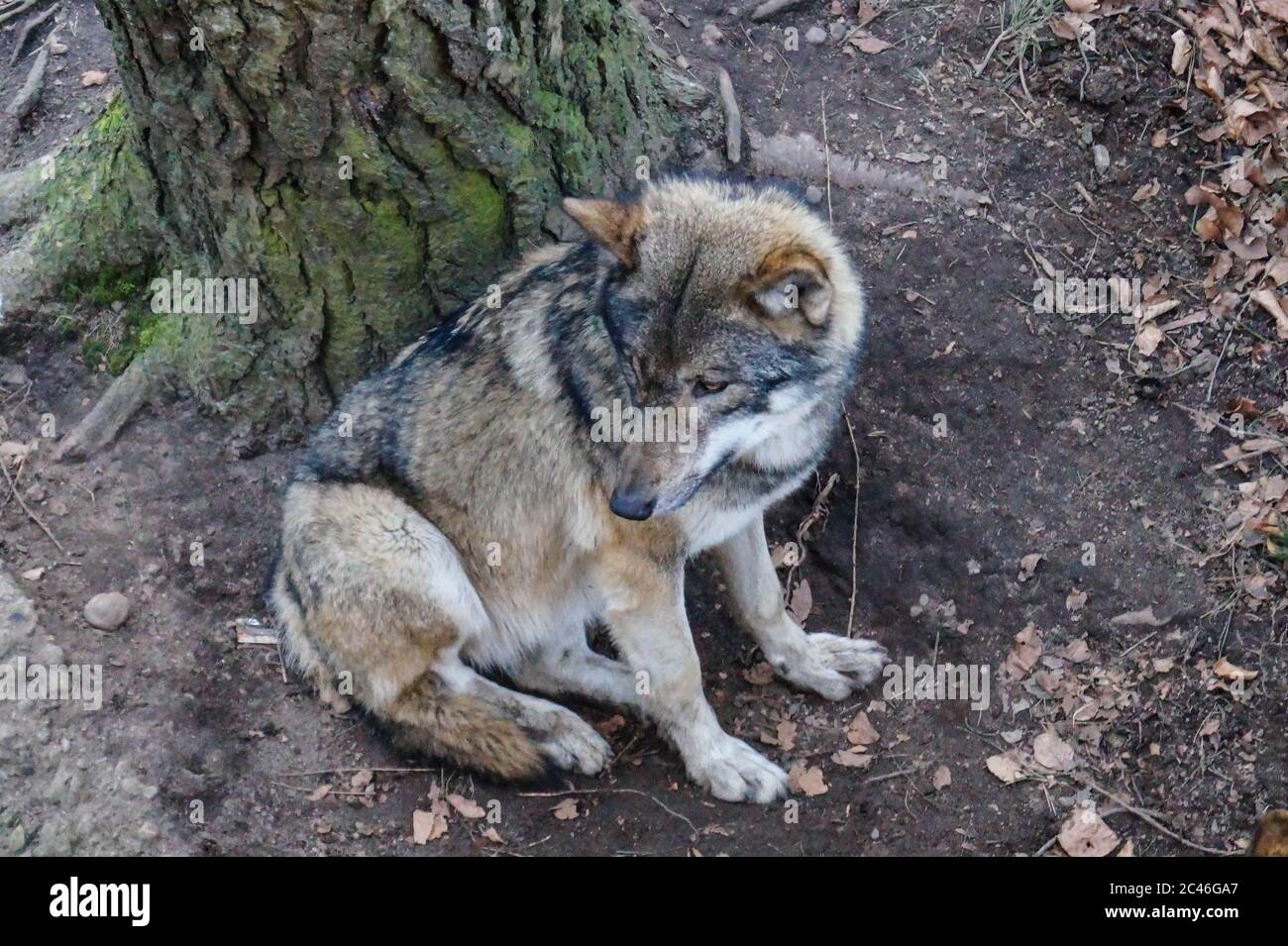a wulf in the Forest next to Hamburg Stock Photo - Alamy