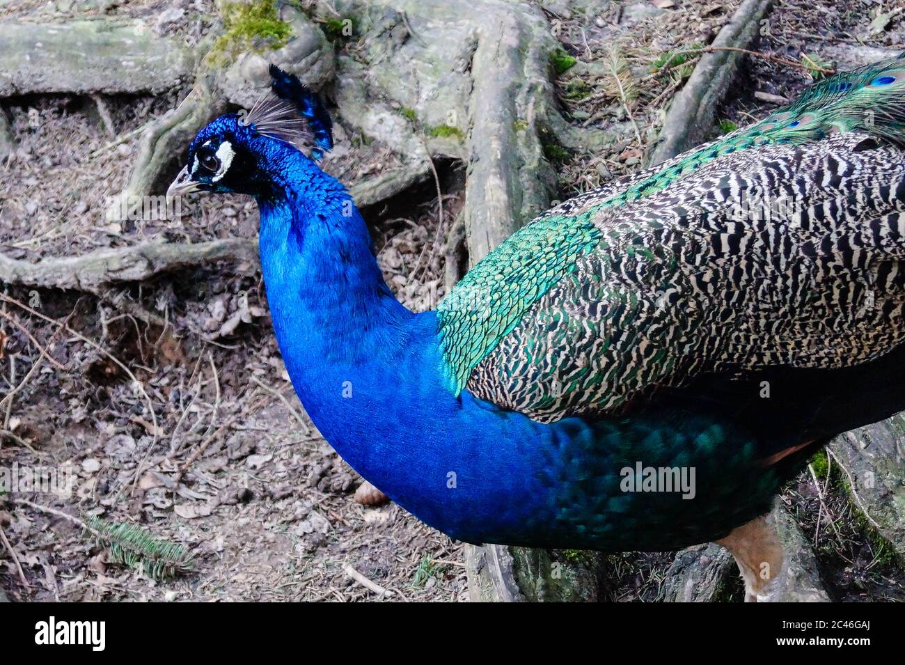 Zoo pfau hi-res stock photography and images - Alamy