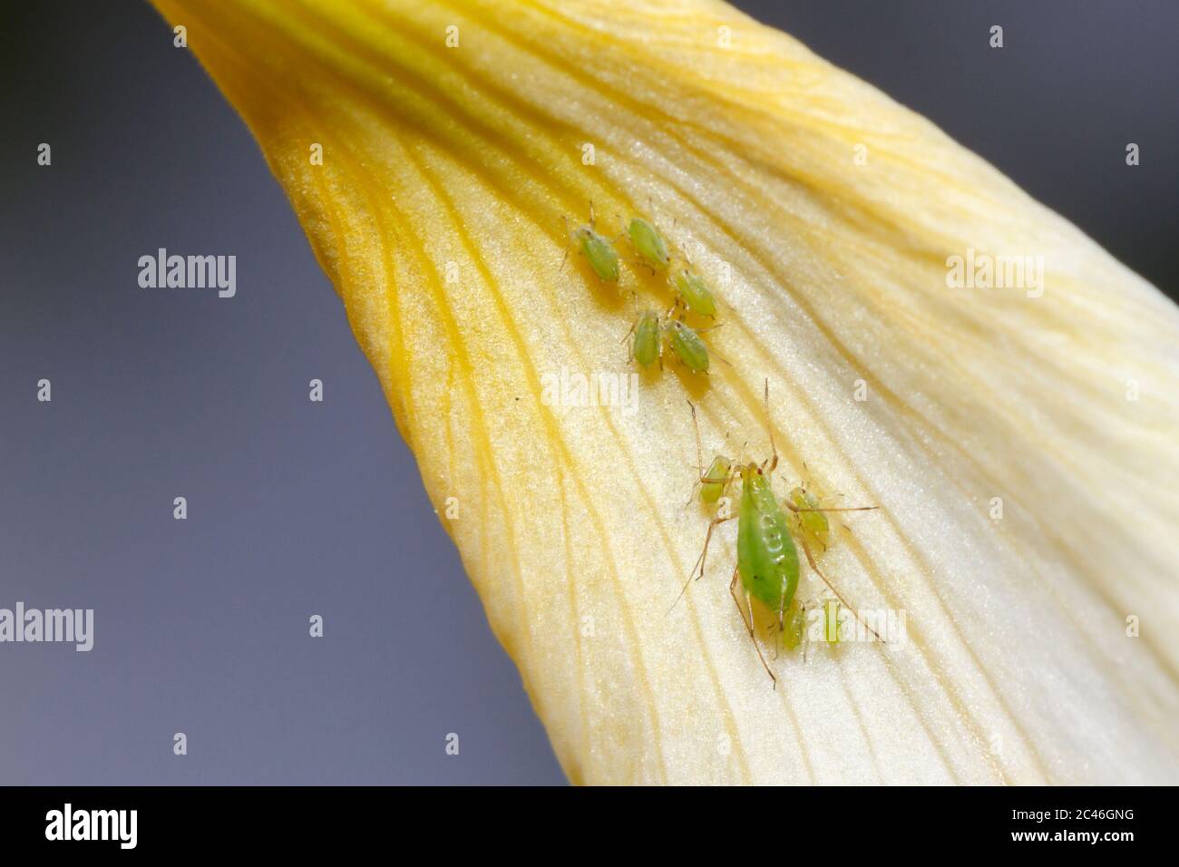 Greenfly hi-res stock photography and images - Alamy