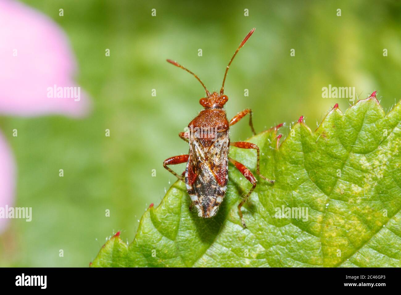 English garden bugs hi-res stock photography and images - Alamy
