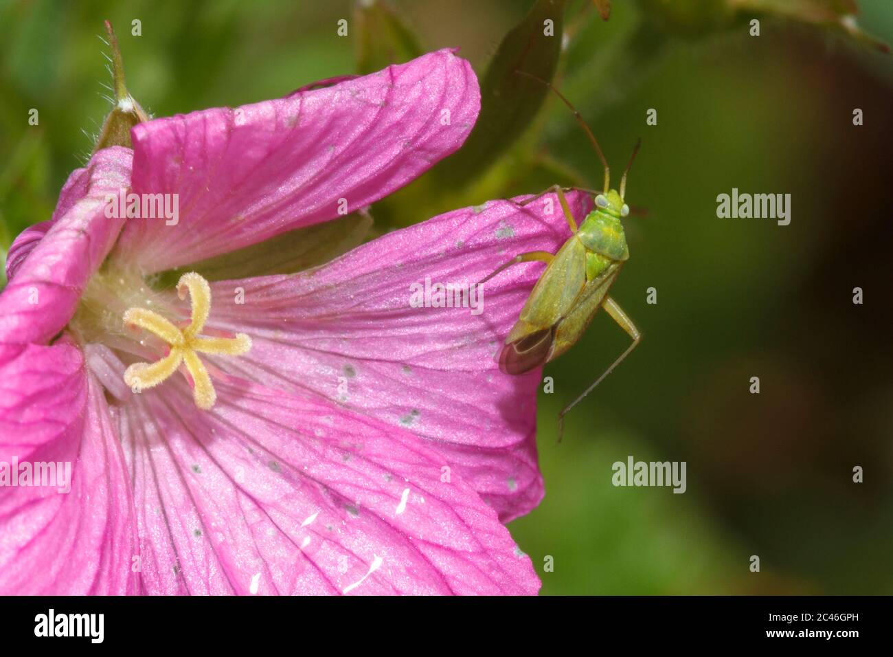 Capsid bug (Closterotomus norwegicus) Sussex garden, UK Stock Photo - Alamy