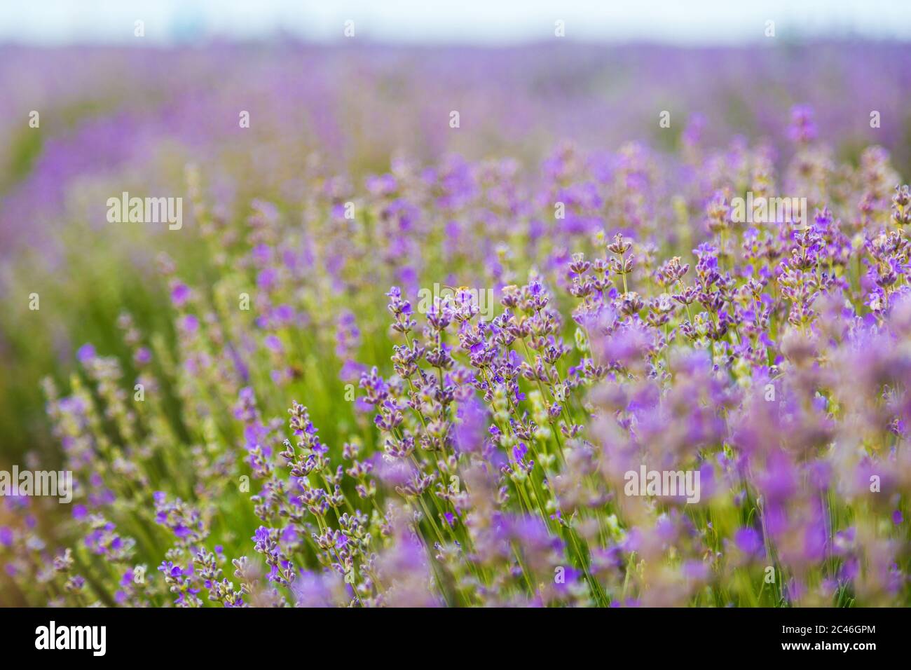 Lavandula field hi-res stock photography and images - Alamy