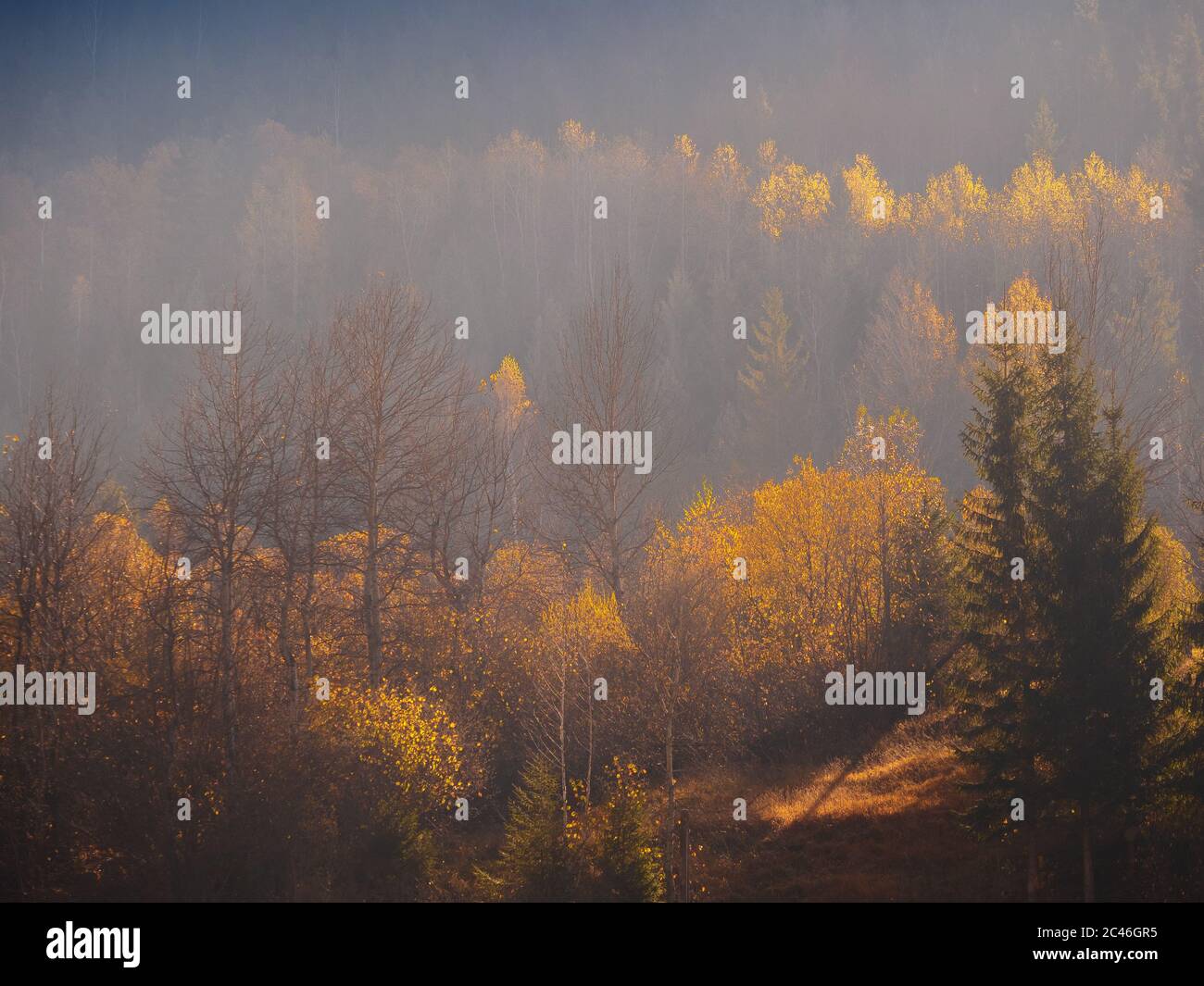Fog in morning illuminated hi-res stock photography and images - Alamy