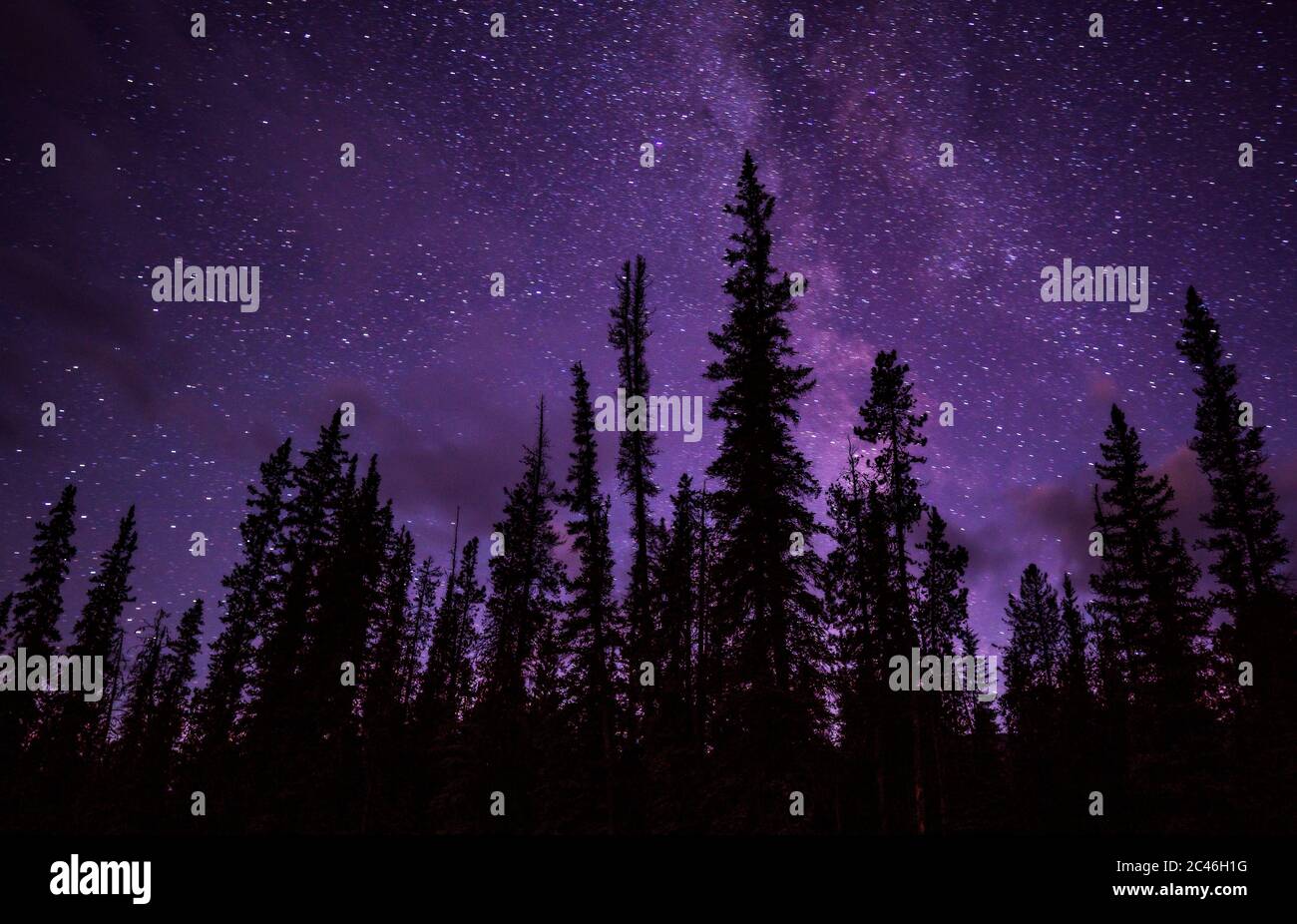 Night Forest Stars