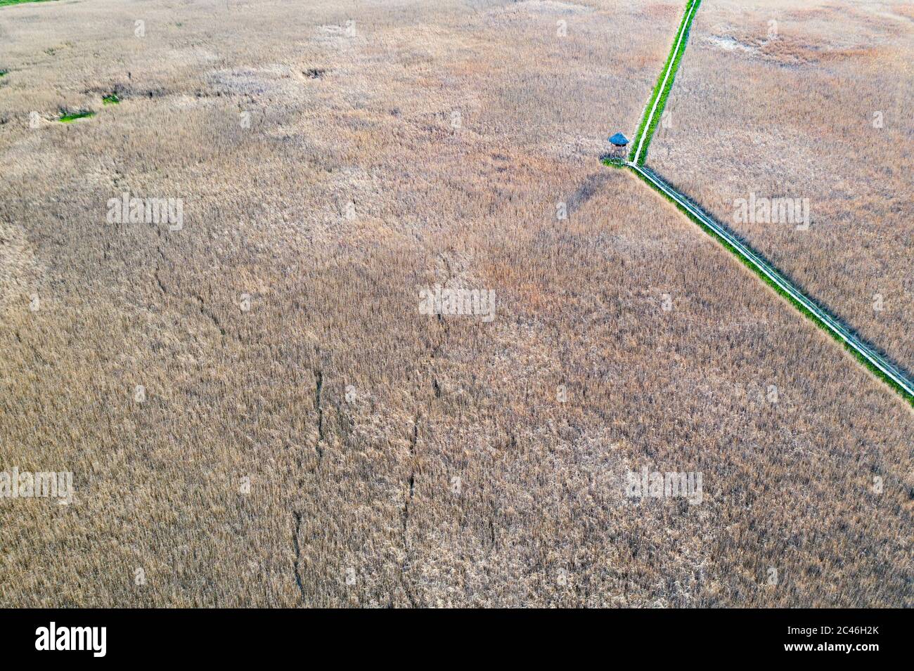 Marshes and Reeds wetland from top view aerial drone photo shoot Stock ...