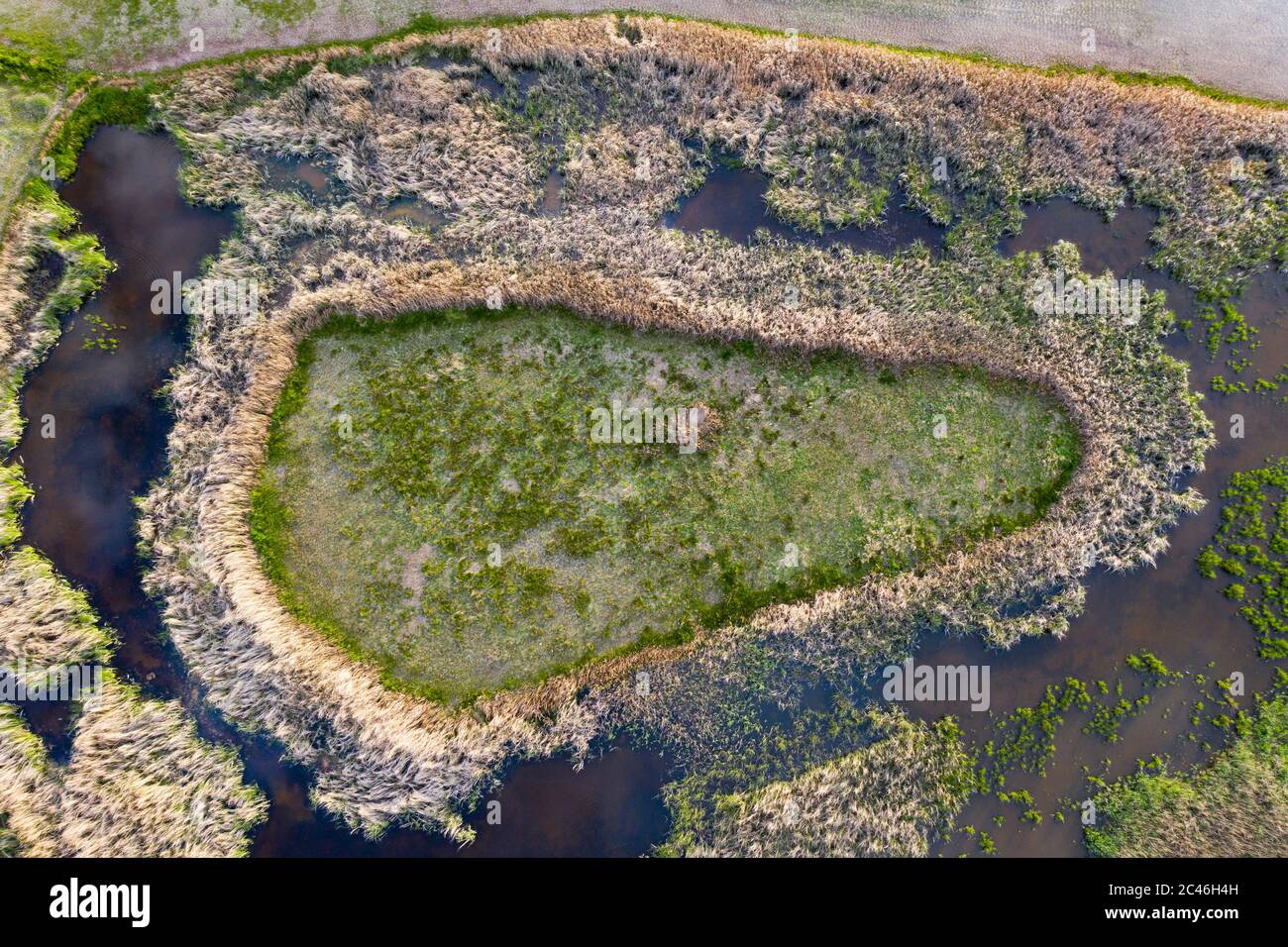 Swamp view from drone. Swampy landscape Stock Photo - Alamy