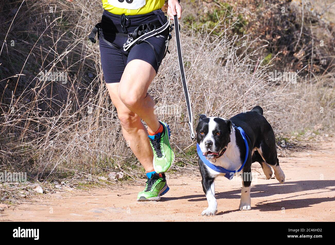 Dog and man taking part in a popular canicross race Stock Photo - Alamy