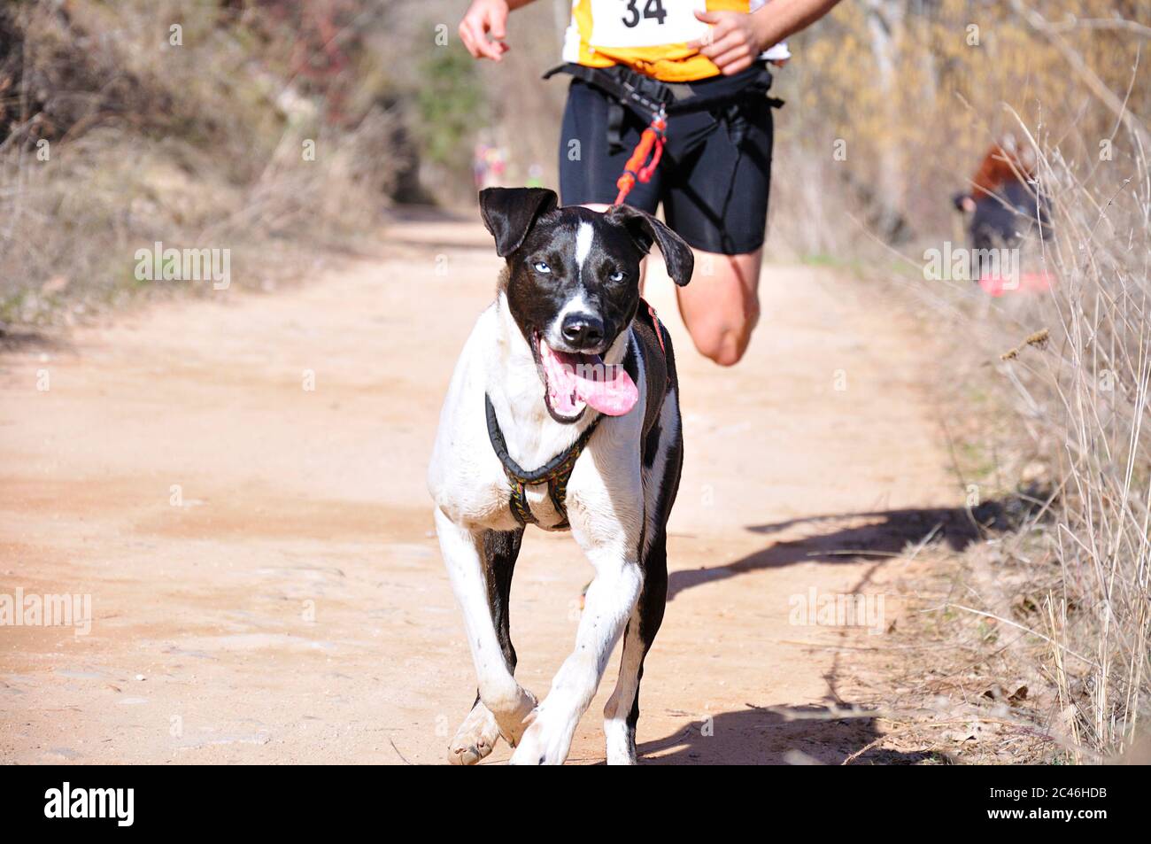 Dog and man taking part in a popular canicross race Stock Photo - Alamy