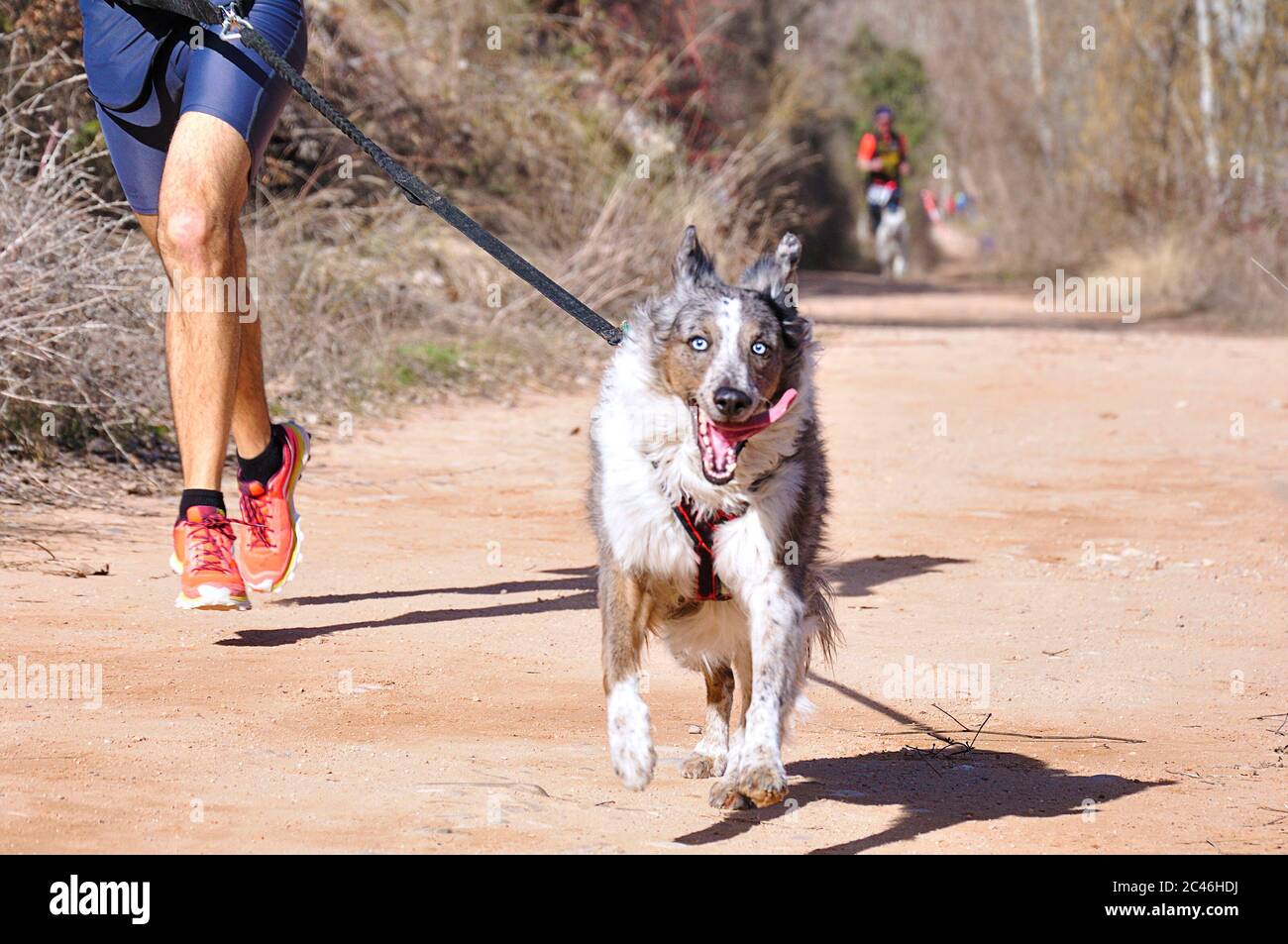 Dog and man taking part in a popular canicross race Stock Photo - Alamy