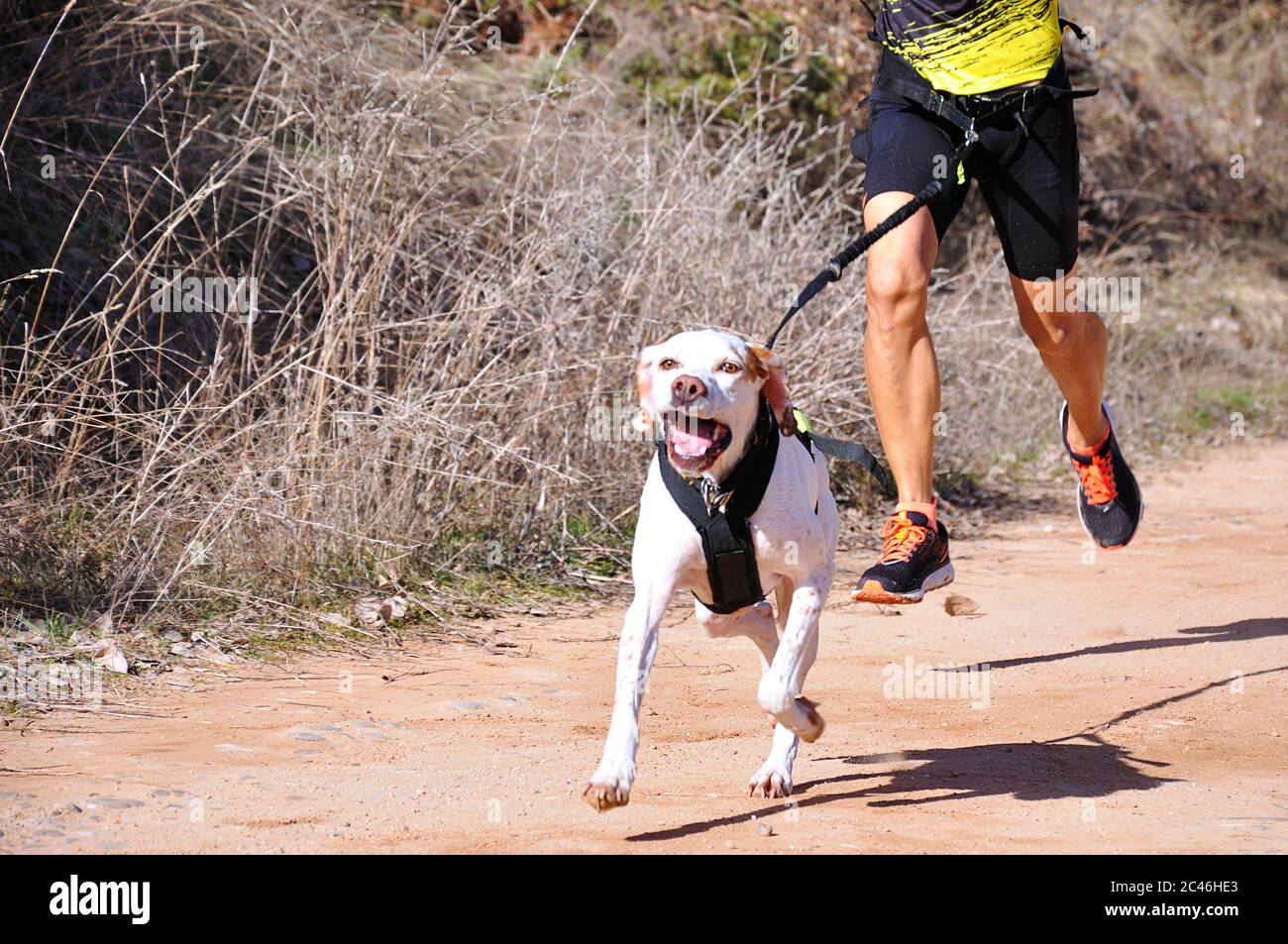 Dog and man taking part in a popular canicross race Stock Photo - Alamy