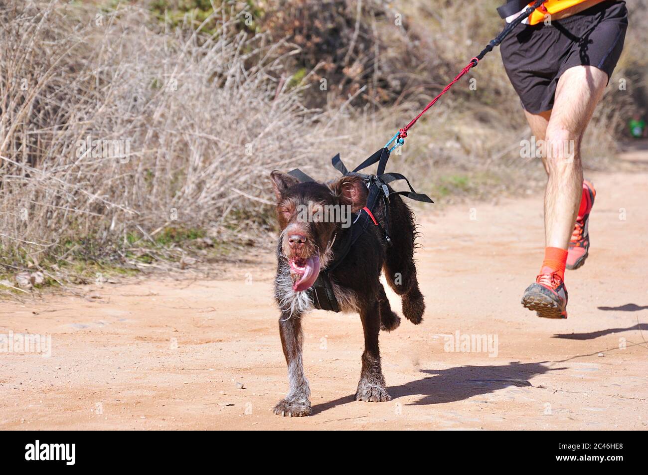Dog and man taking part in a popular canicross race Stock Photo - Alamy