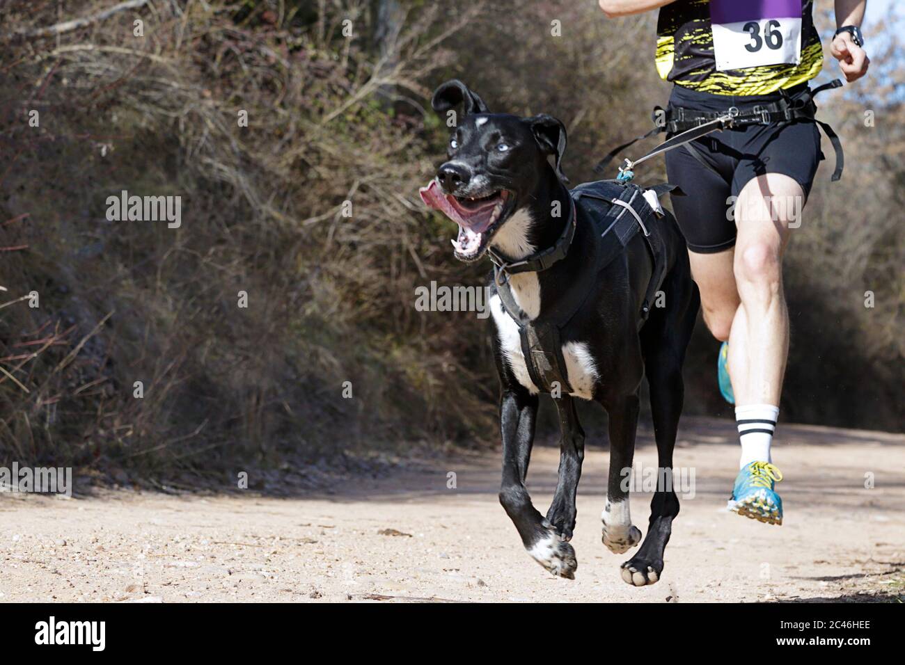 Dog and man taking part in a popular canicross race Stock Photo - Alamy