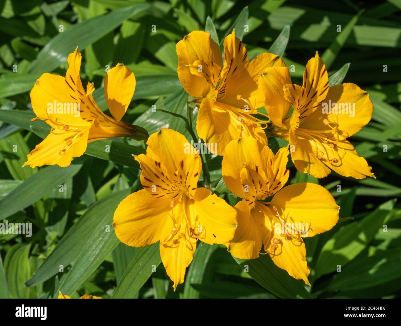 Bright Yellow and Maroon Speckled Alstroemeria Flowers in Full Bloom in ...